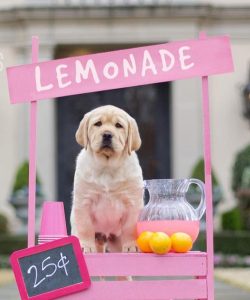Can Dogs Have Lemonade | Can Dogs Drink Lemonade