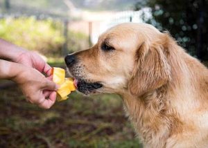 Can Dogs Eat Mango | Are Mangoes Safe for Dogs? - Dog Can Eat