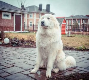 Great Pyrenees Grooming Guide | How to Groom a Great Pyrenees - Dog Can Eat
