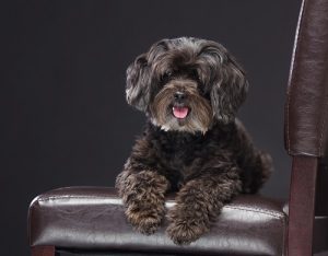 Everything You Need to Know about Snickerdoodle Dog Breed - Dog Can Eat